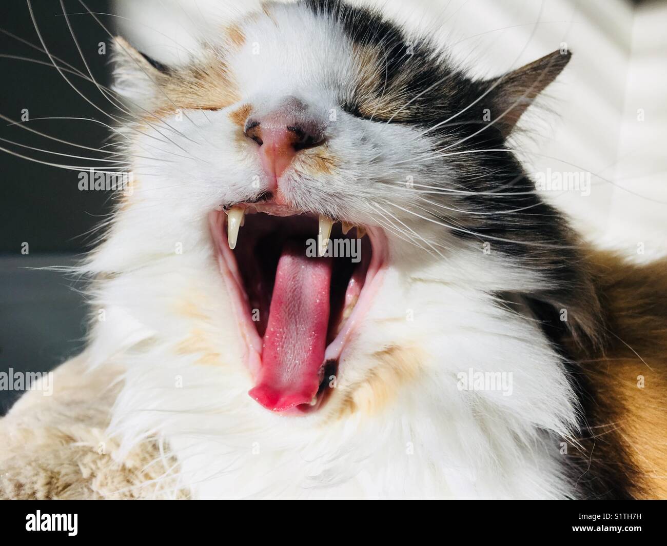 Miou miou Banque de photographies et d’images à haute résolution - Alamy