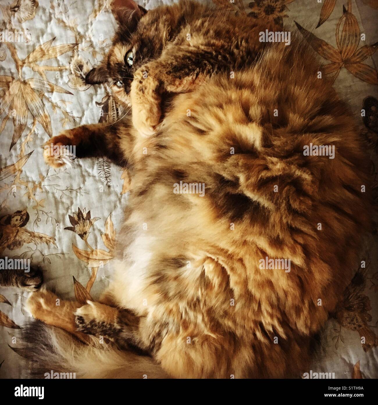 Cat naps Banque de photographies et d’images à haute résolution - Alamy