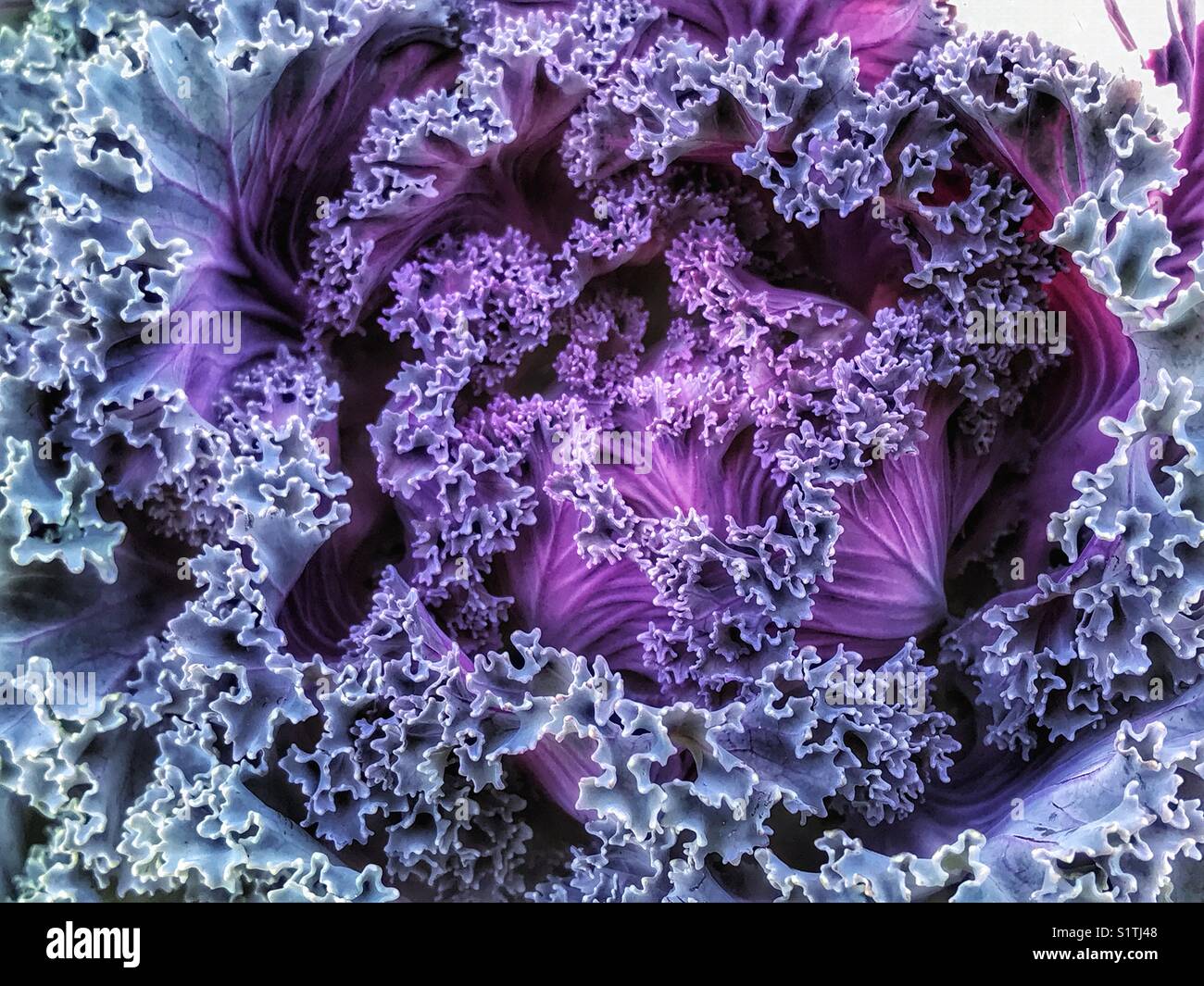 Fleur de chou violet Banque de photographies et d’images à haute ...