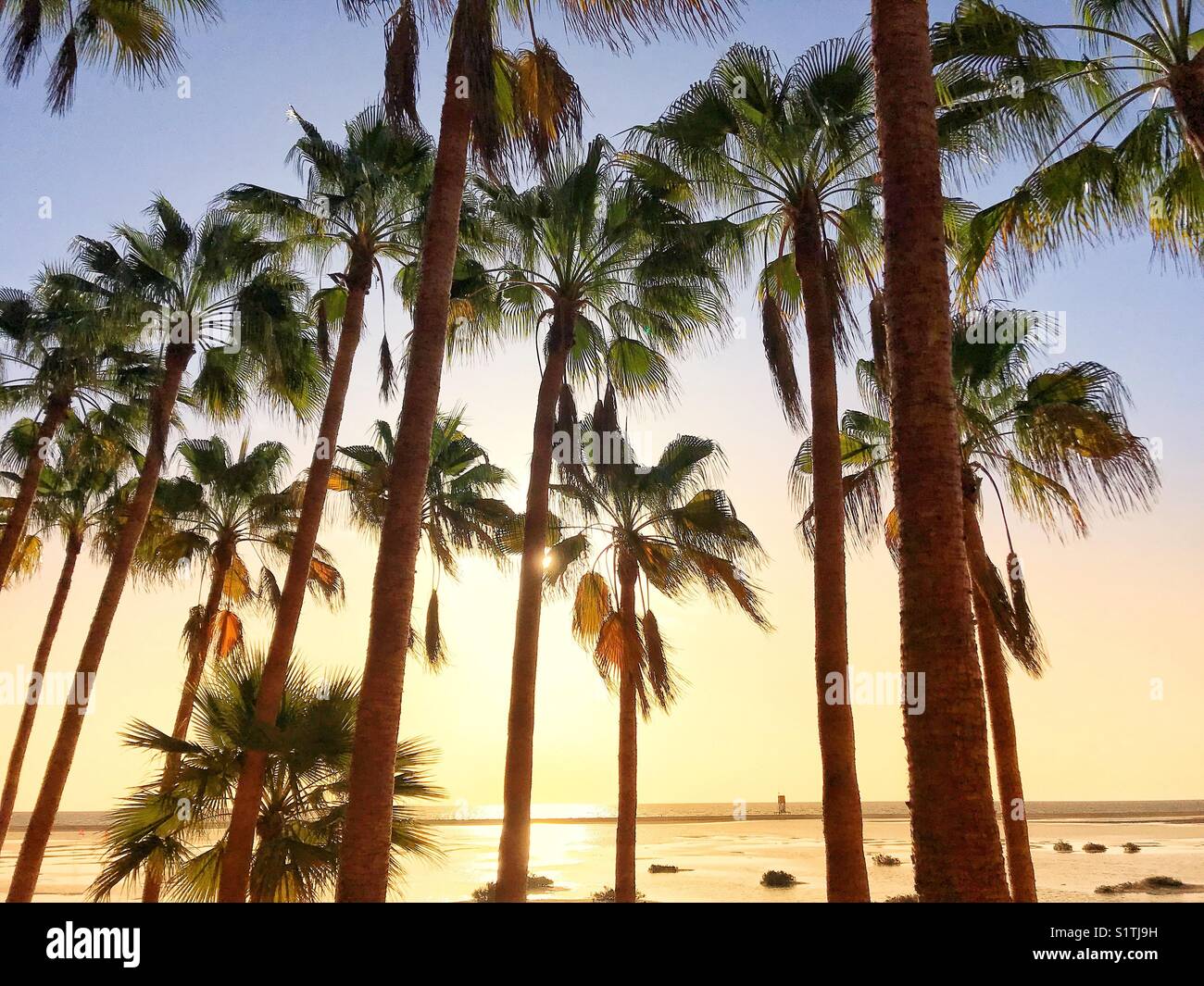 Palmier tropical fuerteventura espagne Banque de photographies et d ...