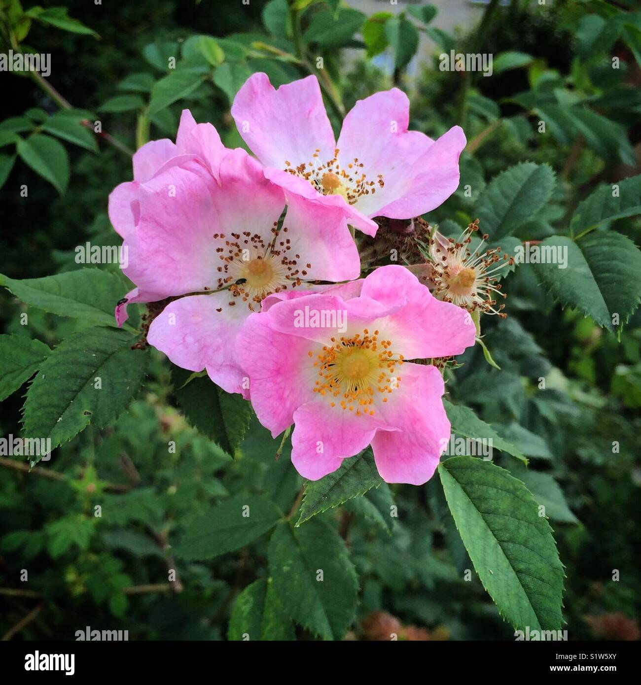 Rose hedge Banque de photographies et d’images à haute résolution - Alamy