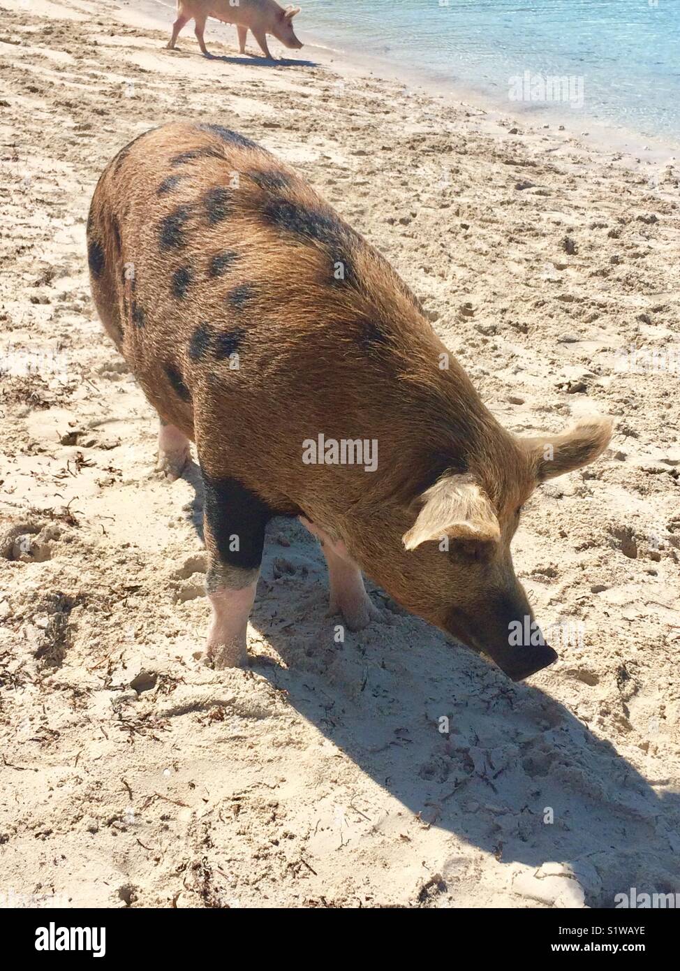 Spotted pigs Banque de photographies et d’images à haute résolution - Alamy
