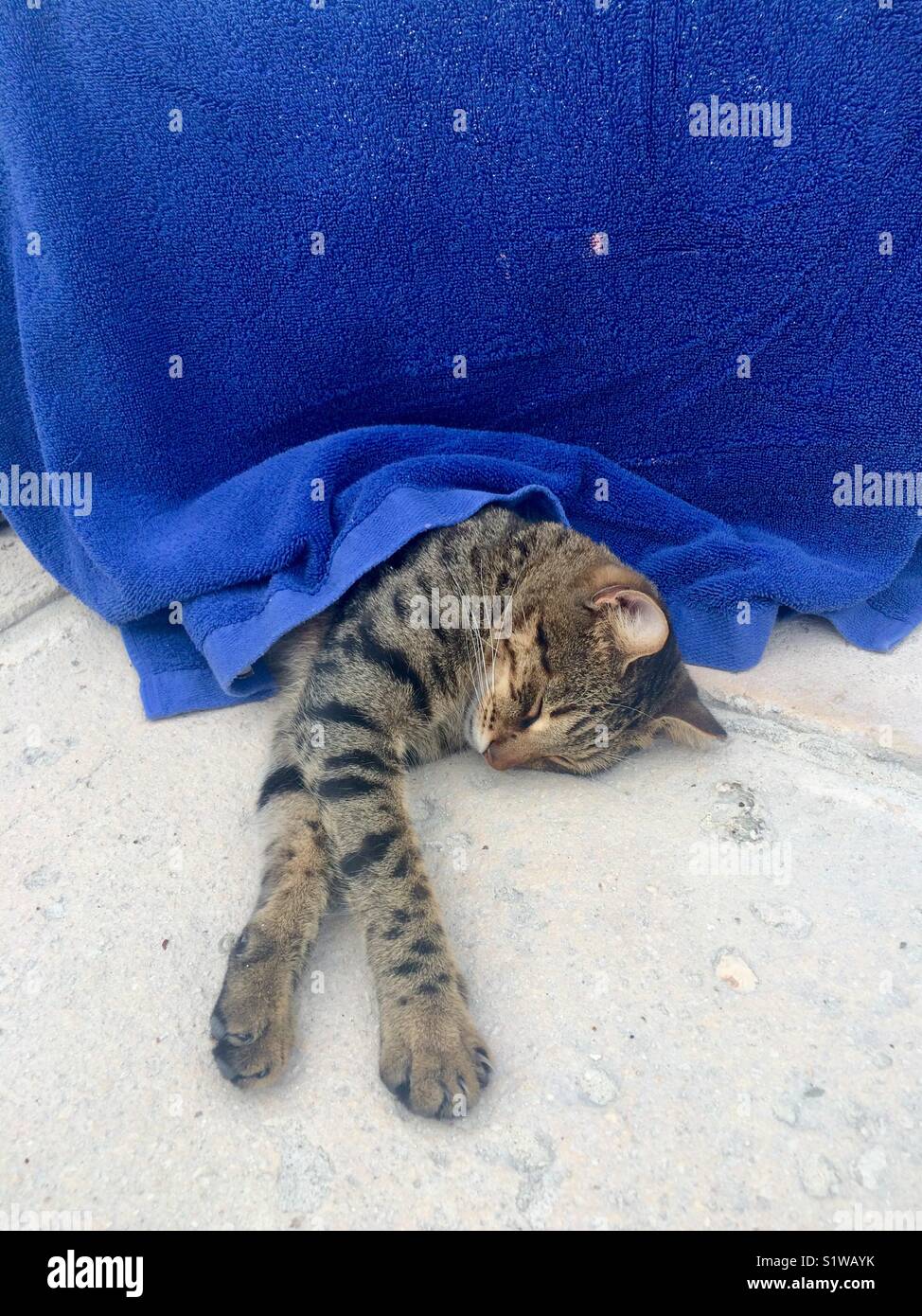 Cat sleeping under blanket Banque de photographies et d’images à haute ...