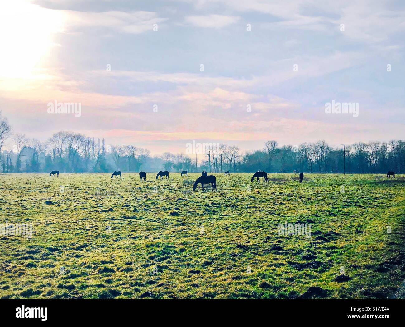 Champ de cheval Banque de photographies et d’images à haute résolution ...