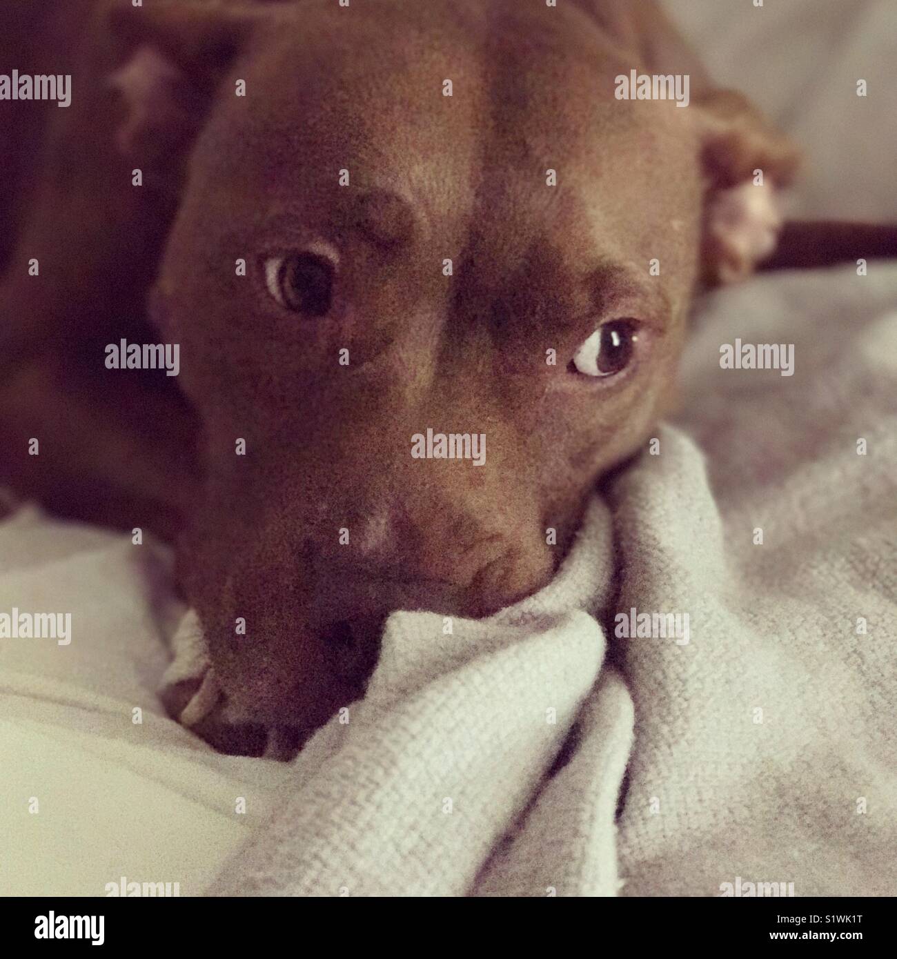 Avec son chien coco Banque de photographies et d’images à haute ...