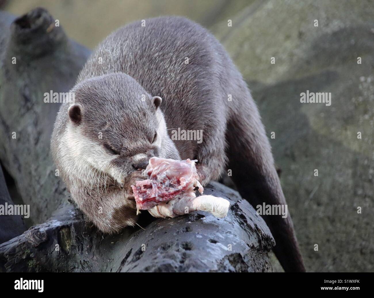 Alimentation de la loutre Banque de photographies et d’images à haute ...
