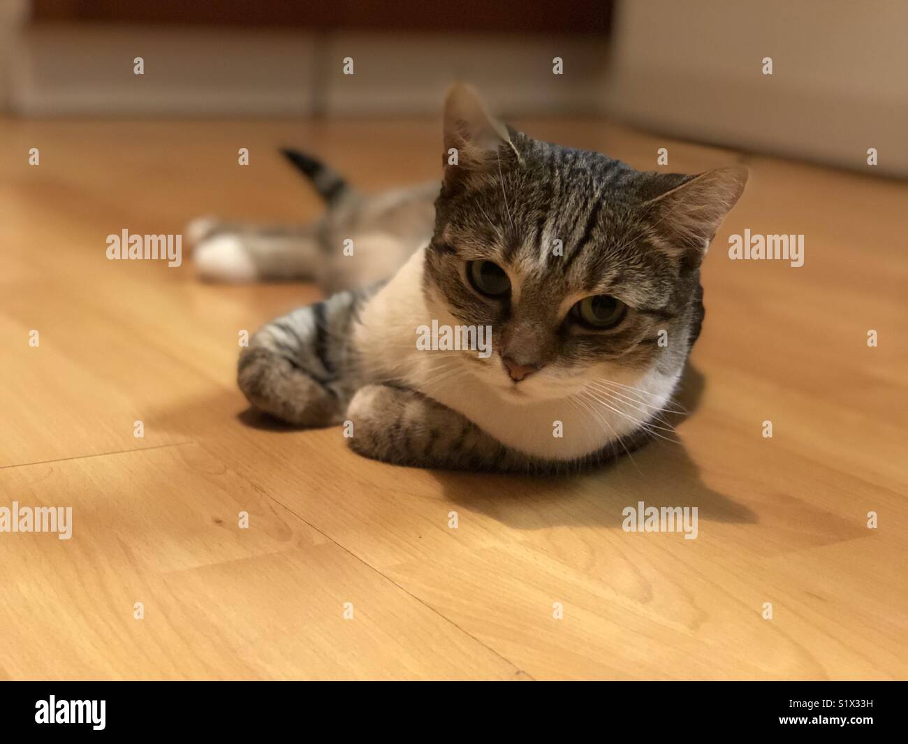Chat couché Banque de photographies et d’images à haute résolution - Alamy