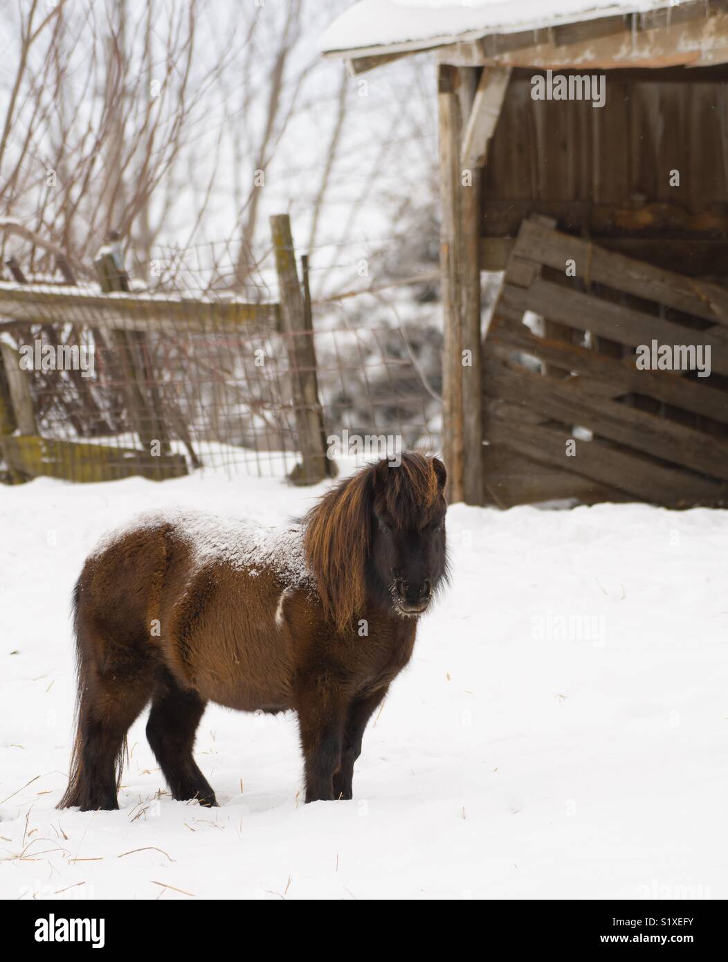 Mini Cheval Banque d'image et photos - Alamy