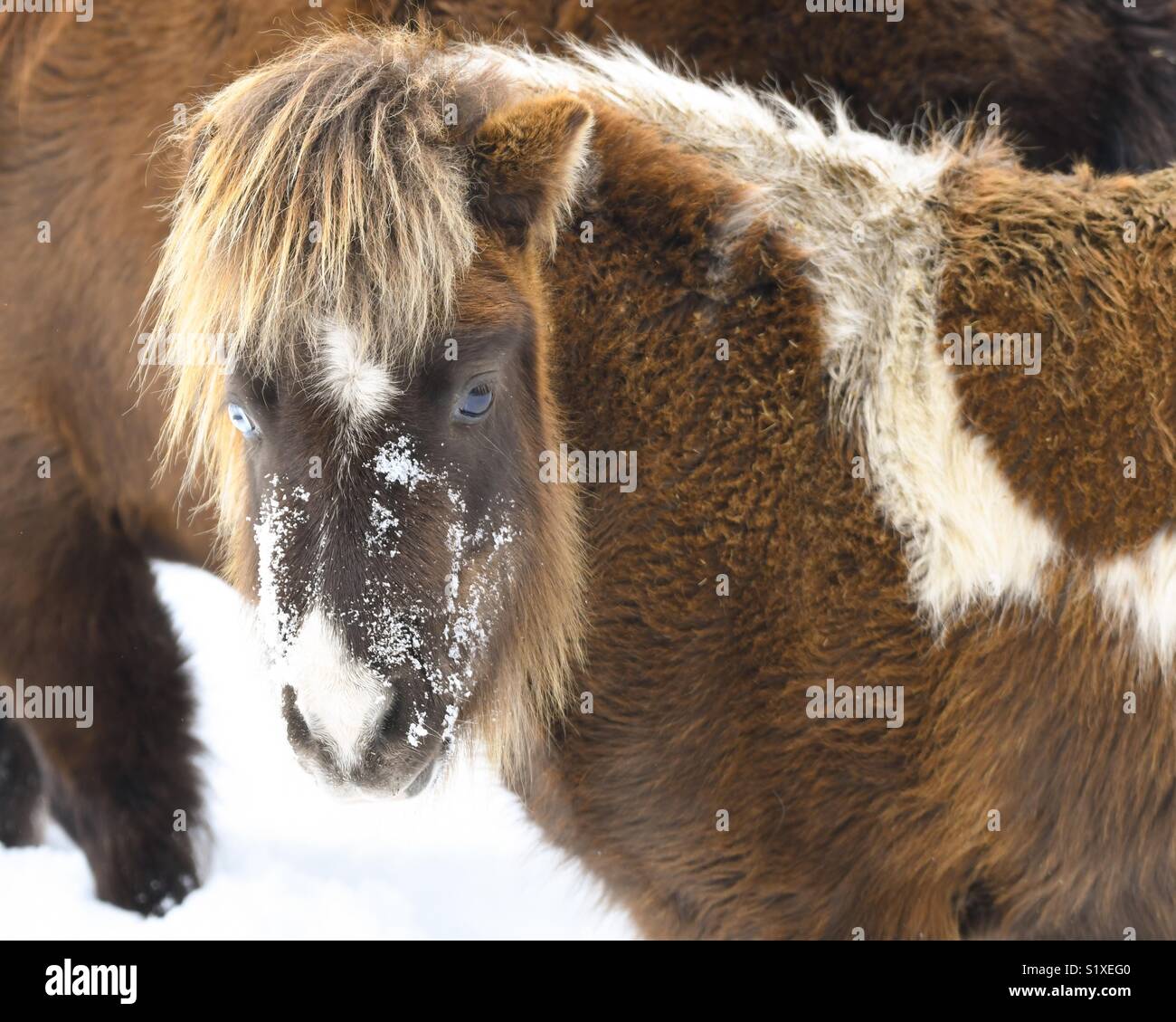Mini Cheval Banque d'image et photos - Alamy