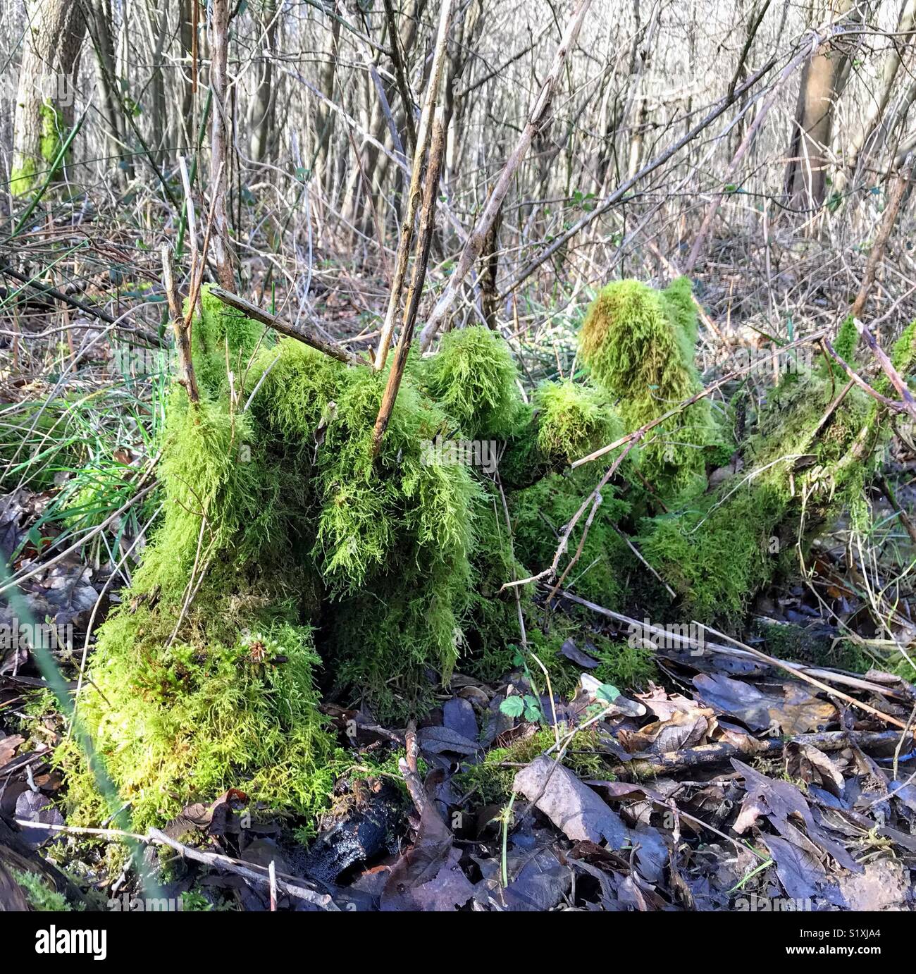 Mousse des bois Banque de photographies et d’images à haute résolution ...