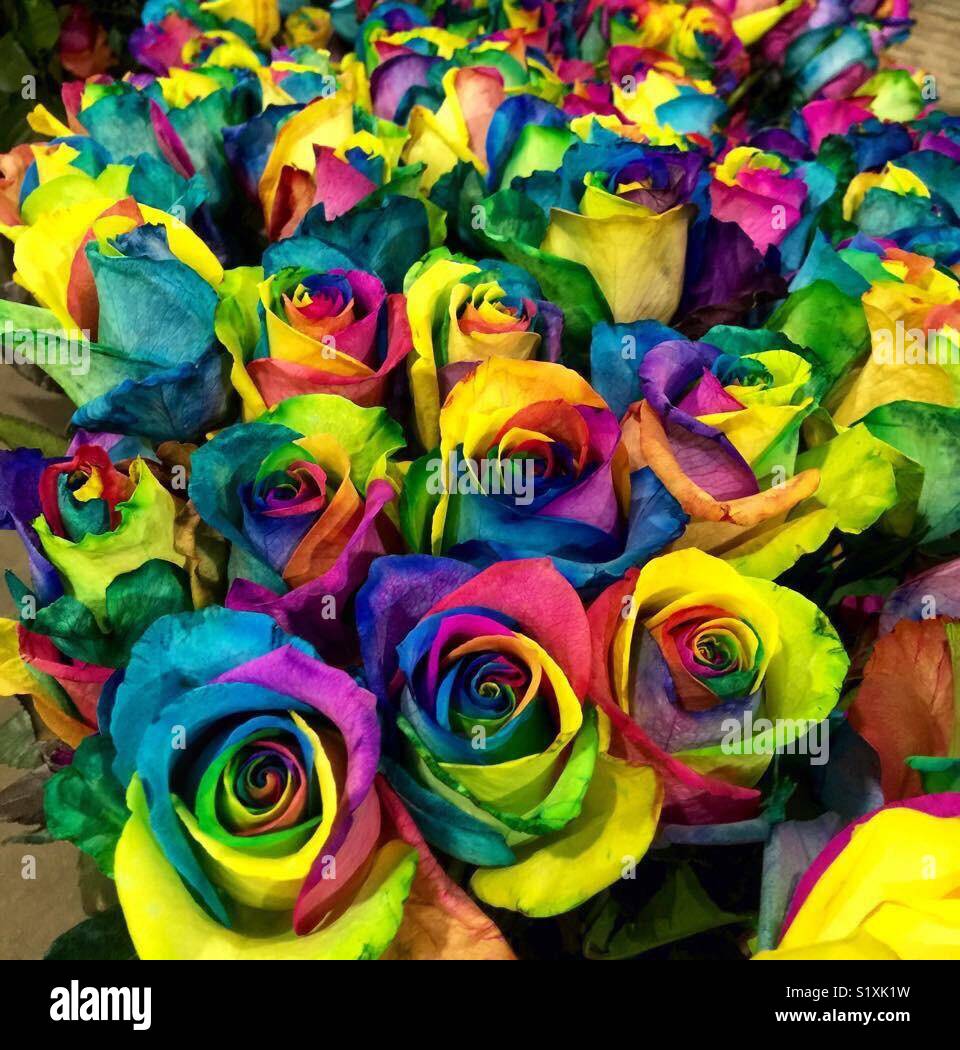 Rainbow roses Banque de photographies et d’images à haute résolution ...
