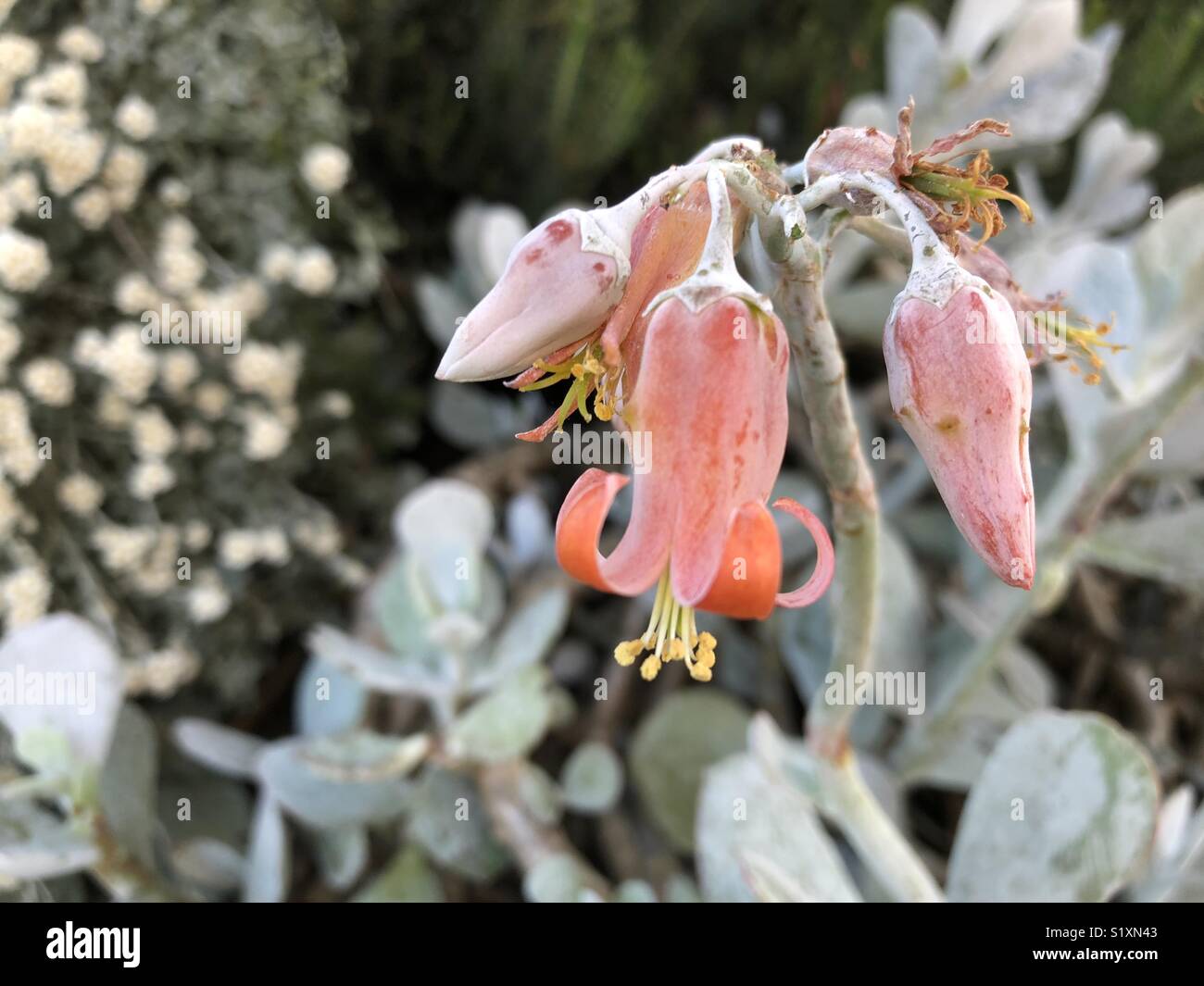 Fleurs en forme de cloche roses Banque de photographies et d’images à ...