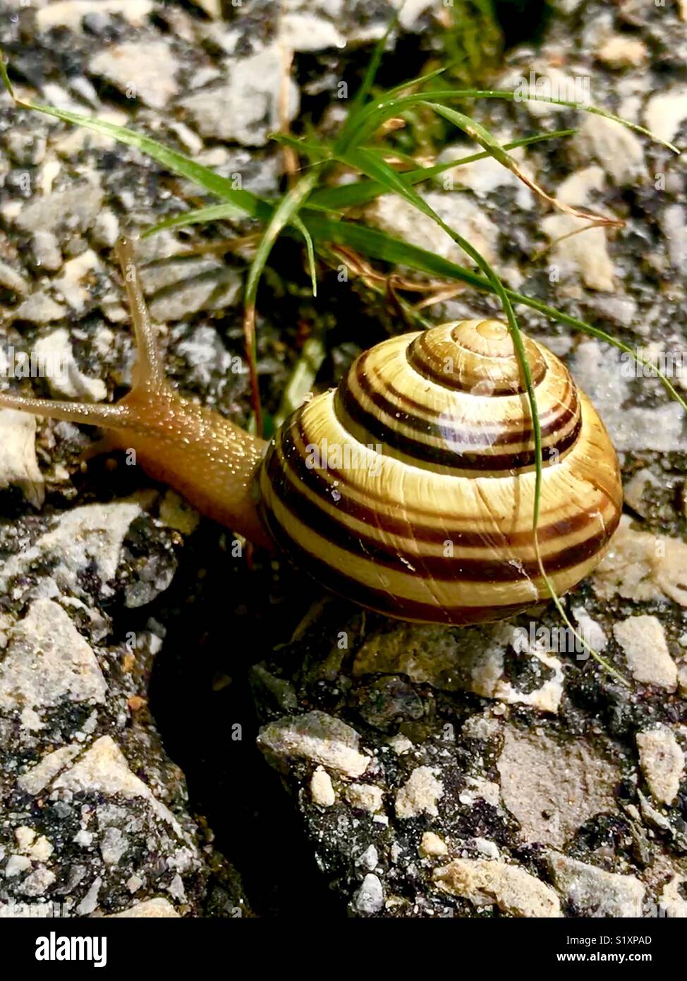 Escargot lent Banque de photographies et d’images à haute résolution ...