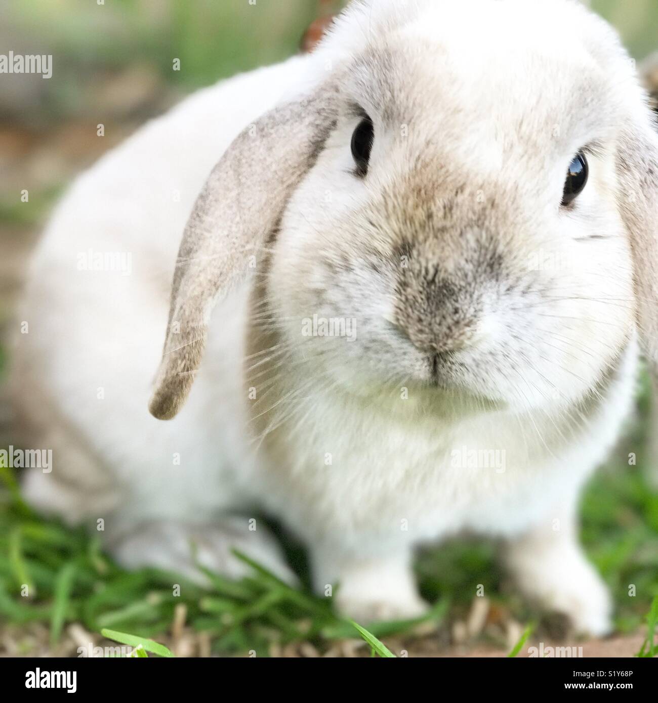 Lapin moelleux Banque de photographies et d’images à haute résolution ...