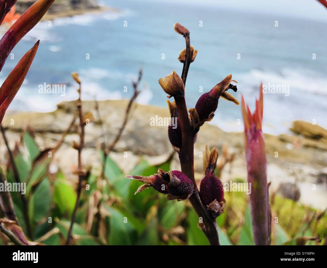 Vue sur la mer avec des fleurs Banque de photographies et d’images à ...