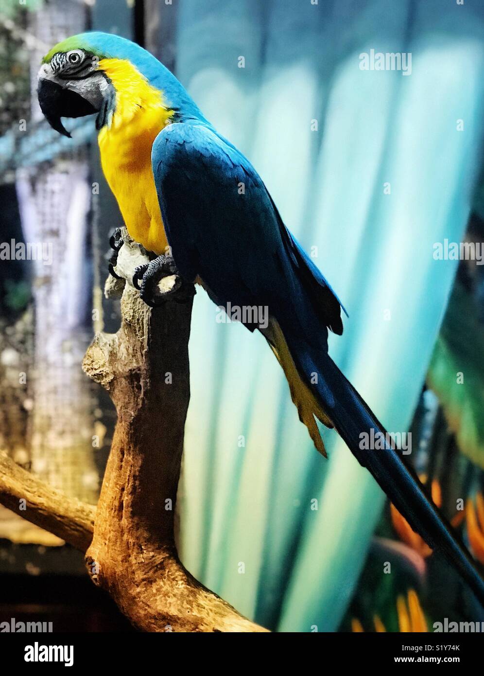 Perroquet coloré Banque de photographies et d’images à haute résolution ...