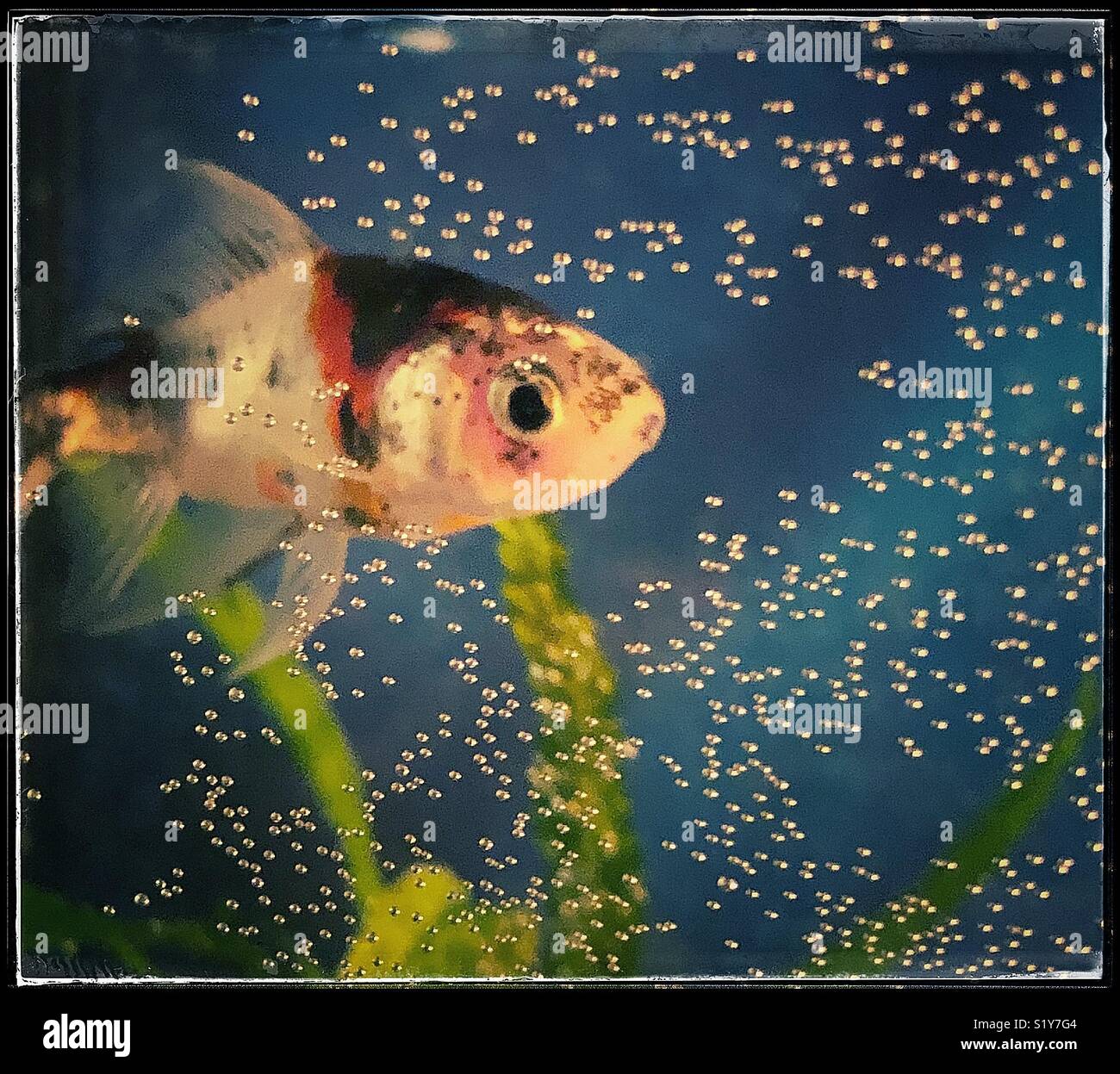 Poisson avec des bulles Banque de photographies et d’images à haute ...