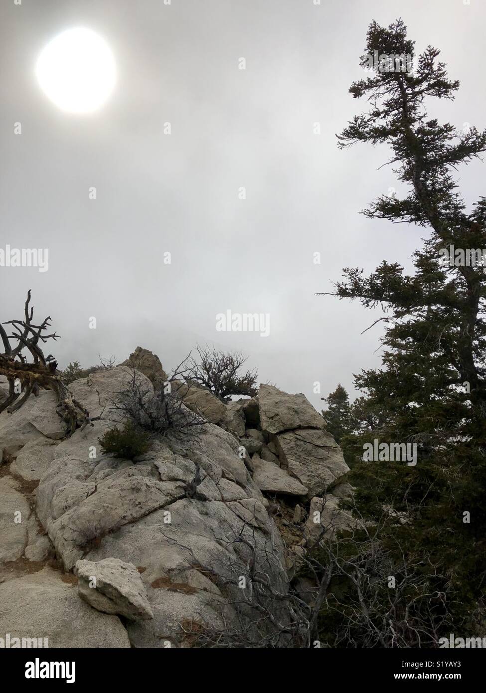 Arbre tortueux Banque de photographies et d’images à haute résolution ...