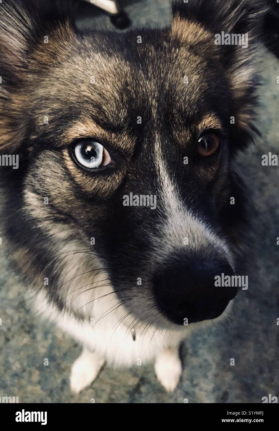 Chien pomsky Banque de photographies et d’images à haute résolution - Alamy