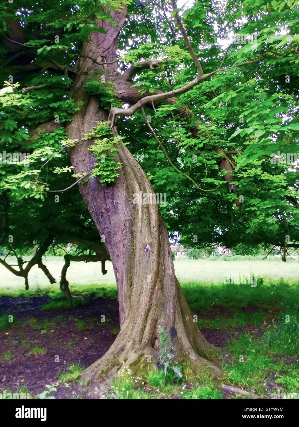 Arbre avec tronc tordu Banque de photographies et d’images à haute ...