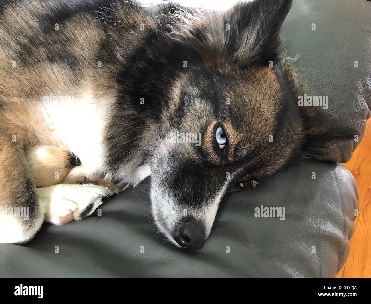 Chien pomsky roux Banque de photographies et d’images à haute ...