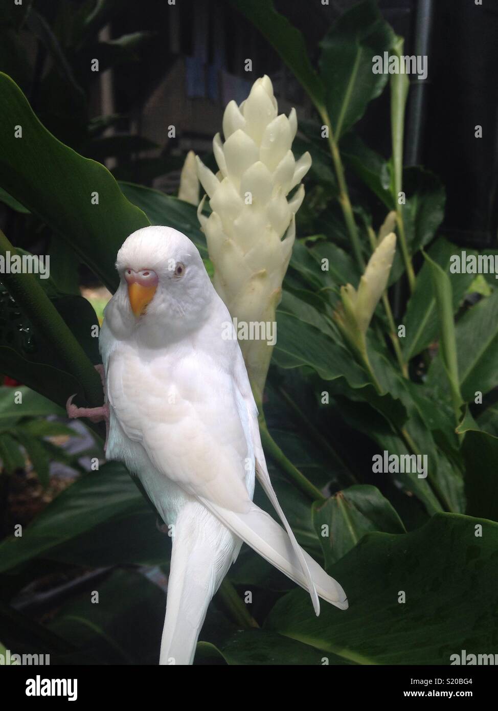 Perruche blanche Banque de photographies et d’images à haute résolution ...