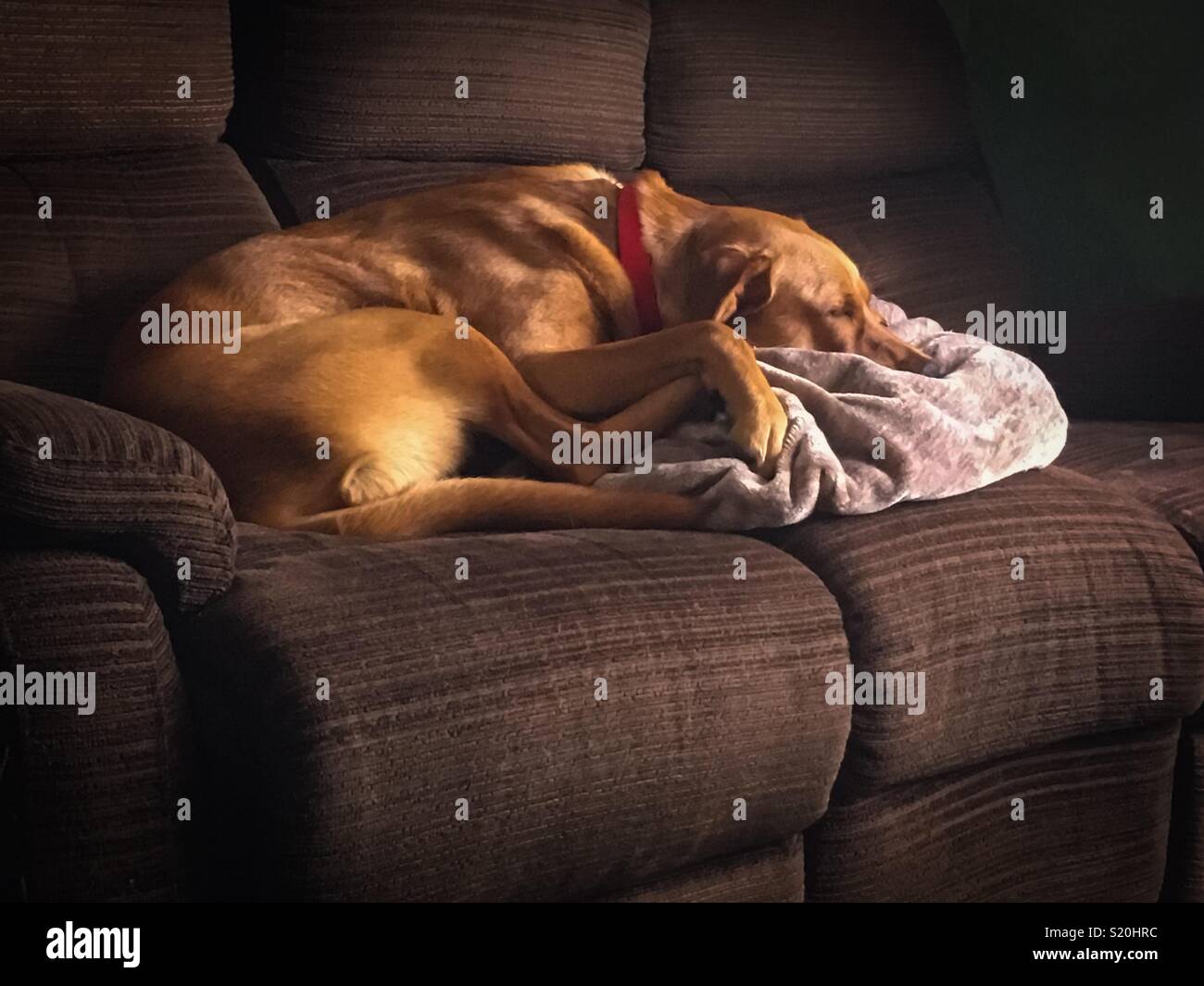 Renard roux labrador Banque de photographies et d’images à haute ...