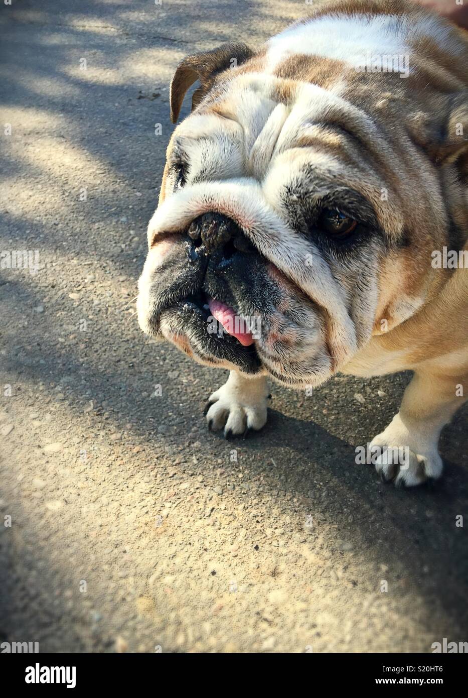Fat bulldog Banque de photographies et d’images à haute résolution - Alamy
