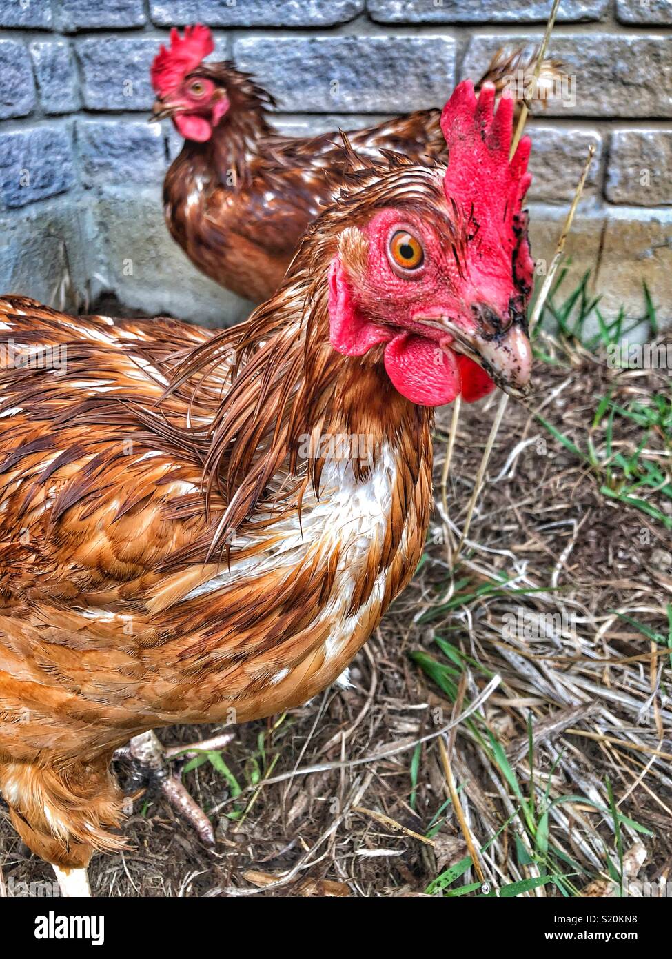 Les poules de la basse cour Banque de photographies et d’images à haute ...