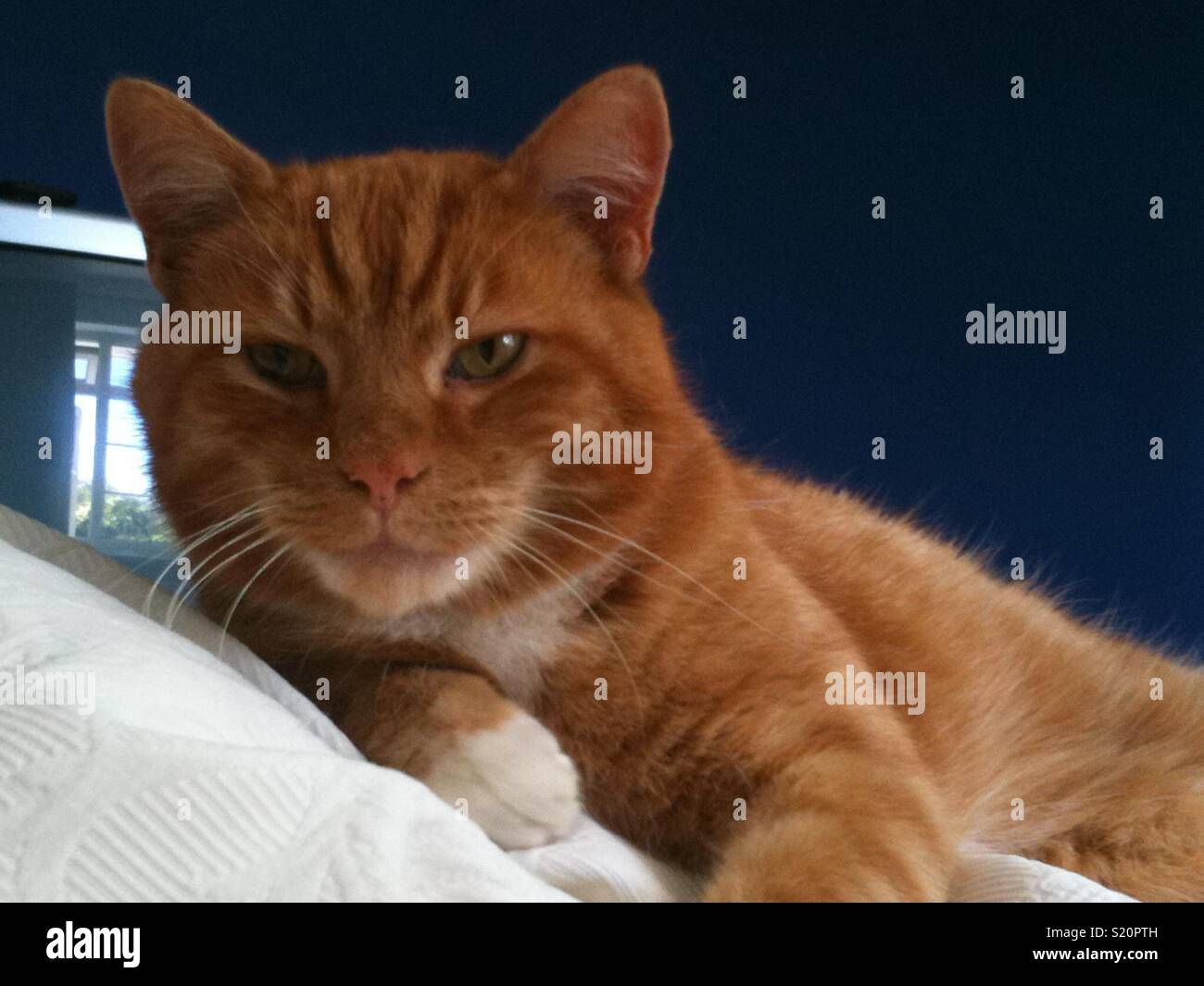Ginger tom Banque de photographies et d’images à haute résolution - Alamy