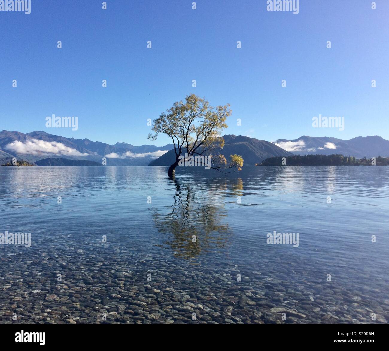 Arbre solitaire du lac wanaka Banque de photographies et d’images à ...
