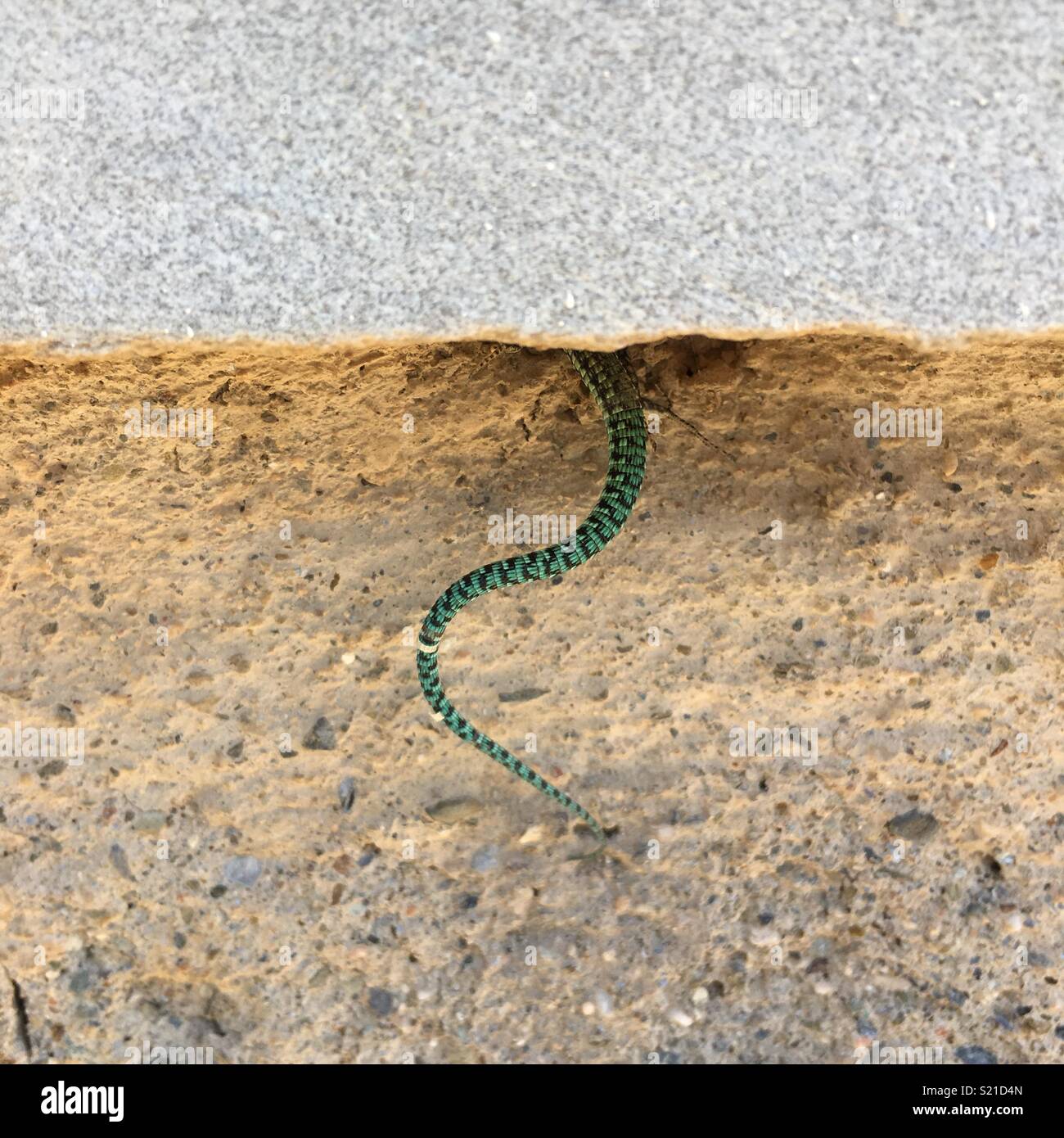 Queue de lézard Banque de photographies et d’images à haute résolution ...