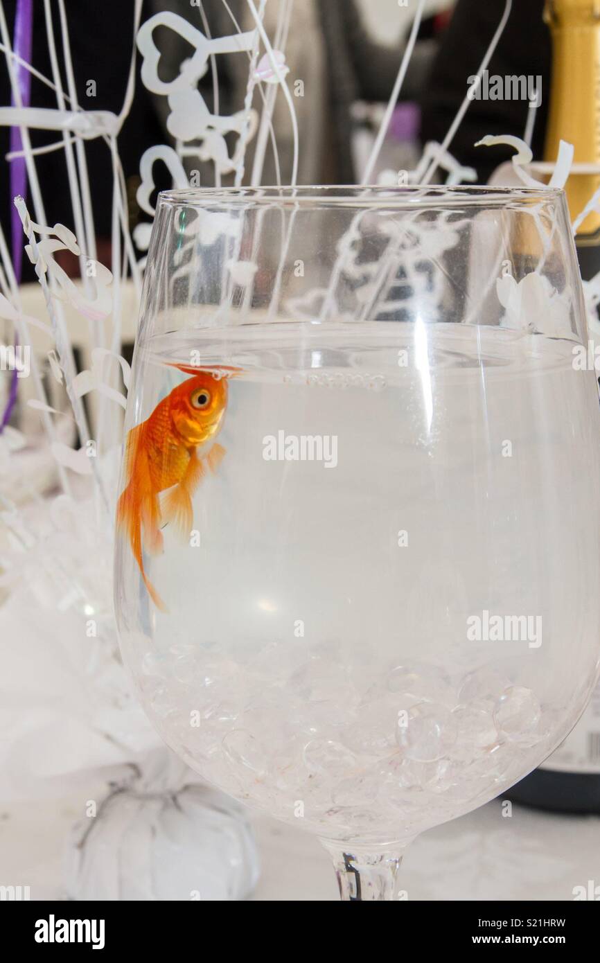 Verre poisson rouge Banque de photographies et d’images à haute ...