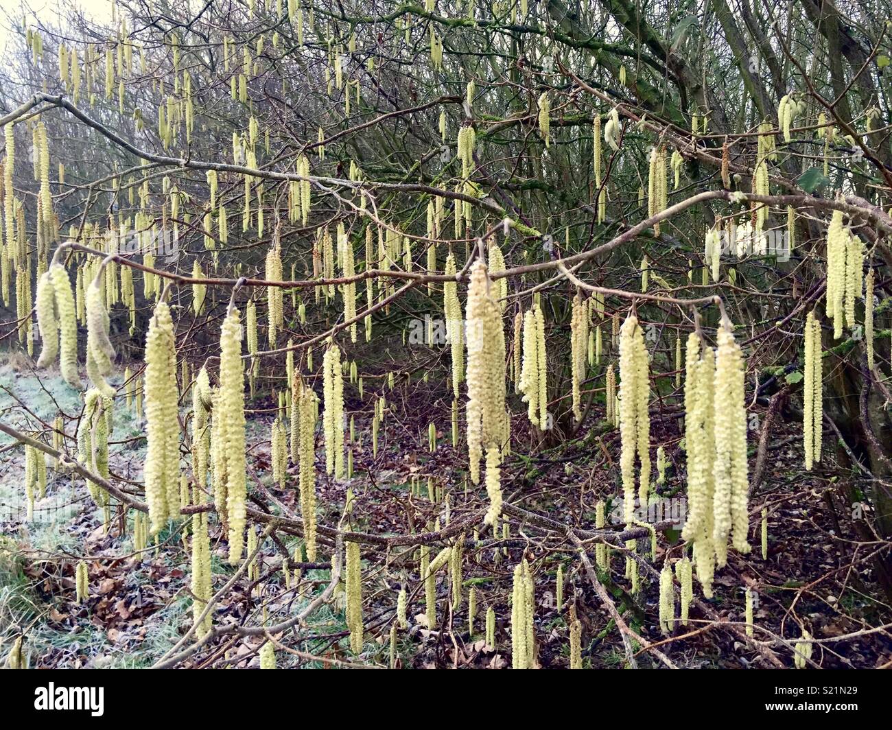 Arbre avec chatons Banque de photographies et d’images à haute ...