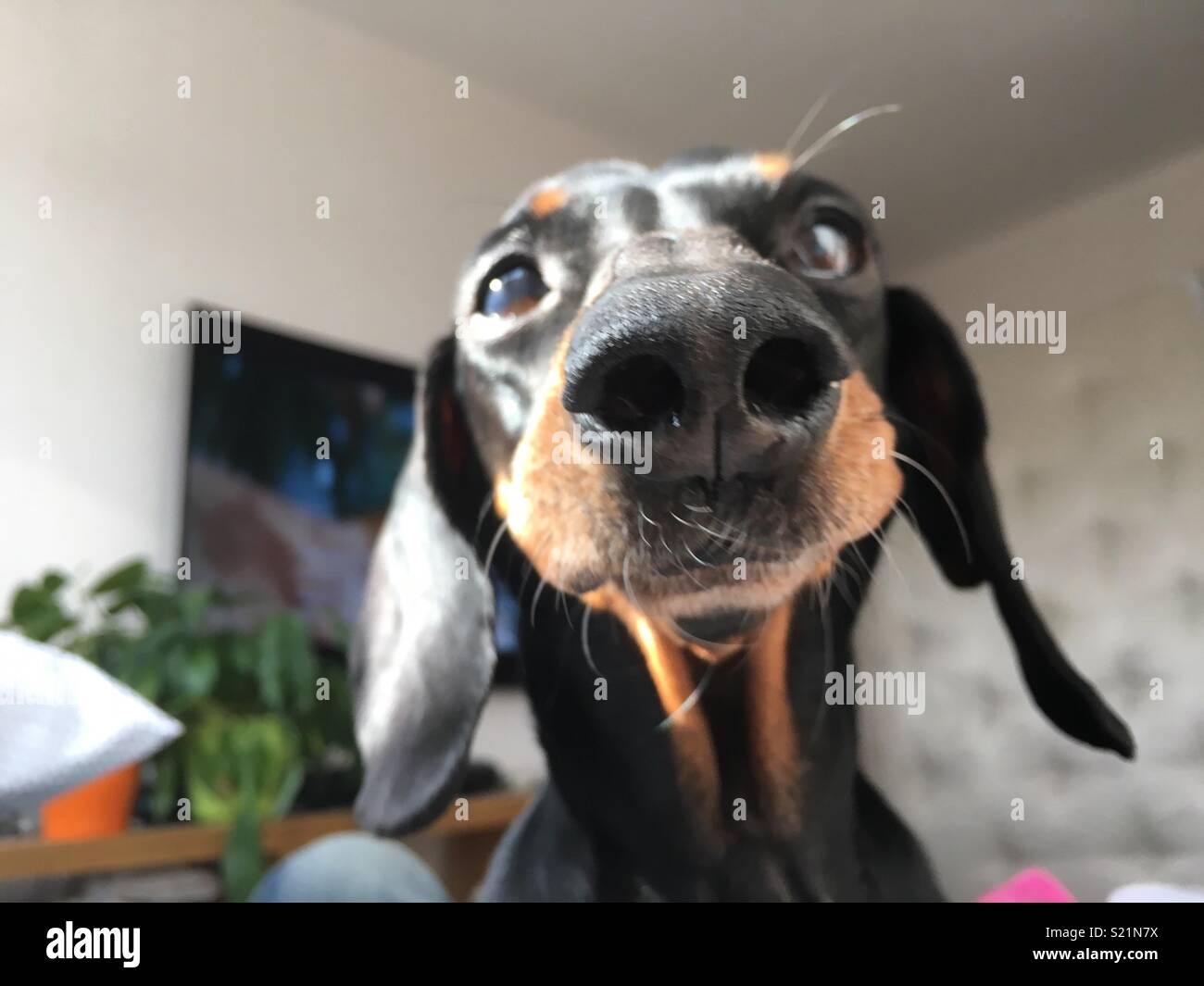 Chien de saucisse Banque de photographies et d’images à haute ...