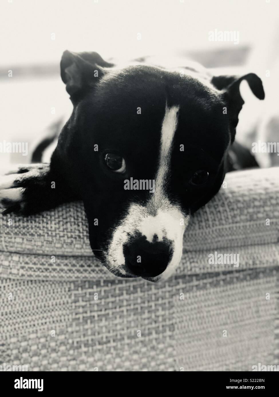 Staffordshire terror Banque de photographies et d’images à haute ...