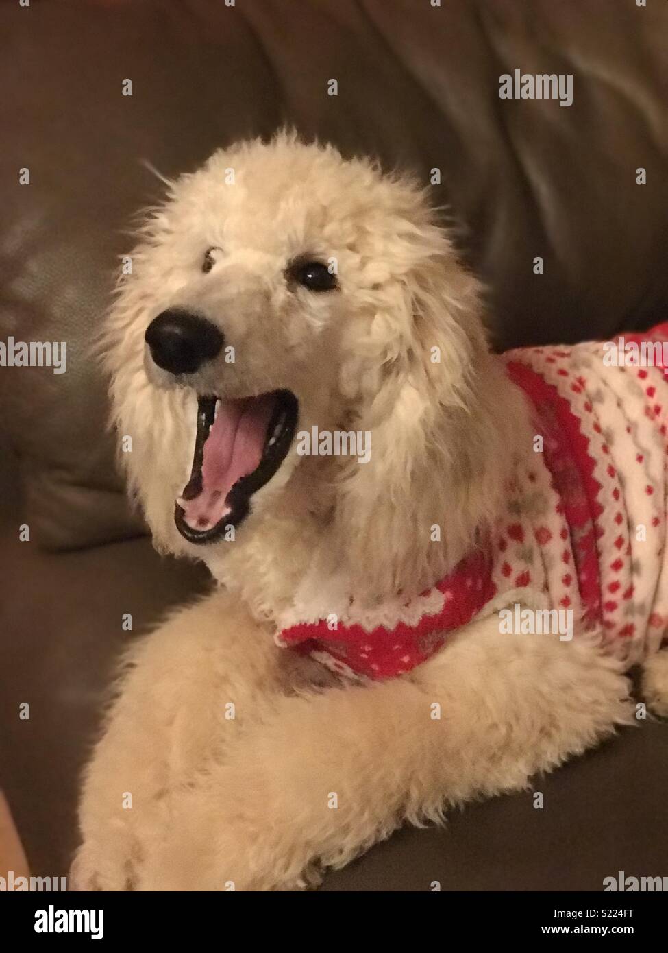 Chien qui rit Banque de photographies et d’images à haute résolution ...