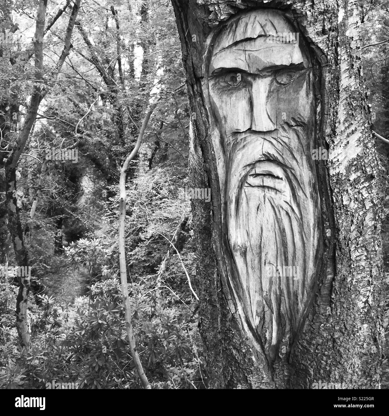 Homme d'arbre Banque d'images noir et blanc - Alamy