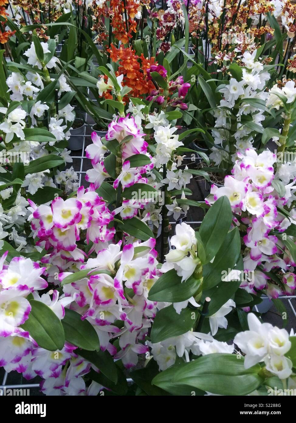 Dendrobium orchid leaves Banque de photographies et d’images à haute ...