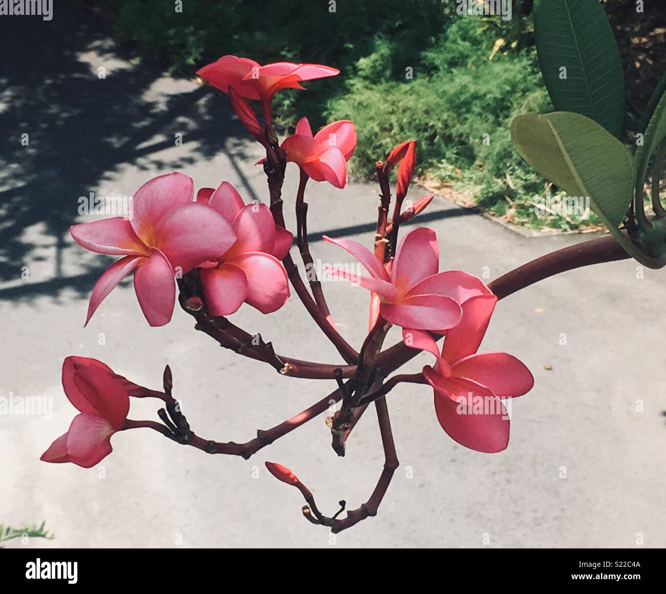 Fleurs de frangipanier rose de singapour Banque de photographies et d ...