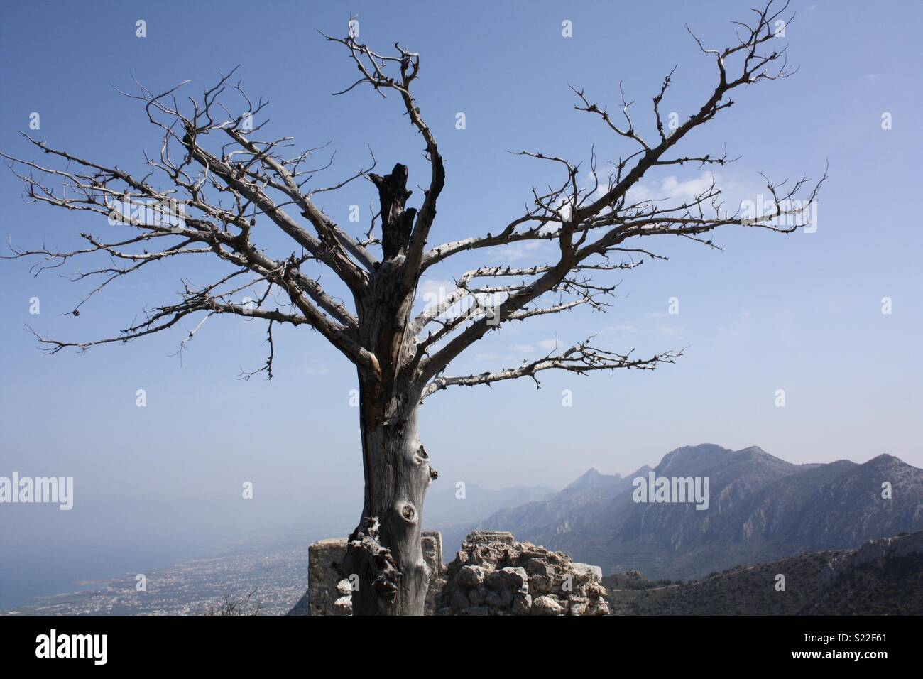 Chypre arbre Banque de photographies et d’images à haute résolution - Alamy