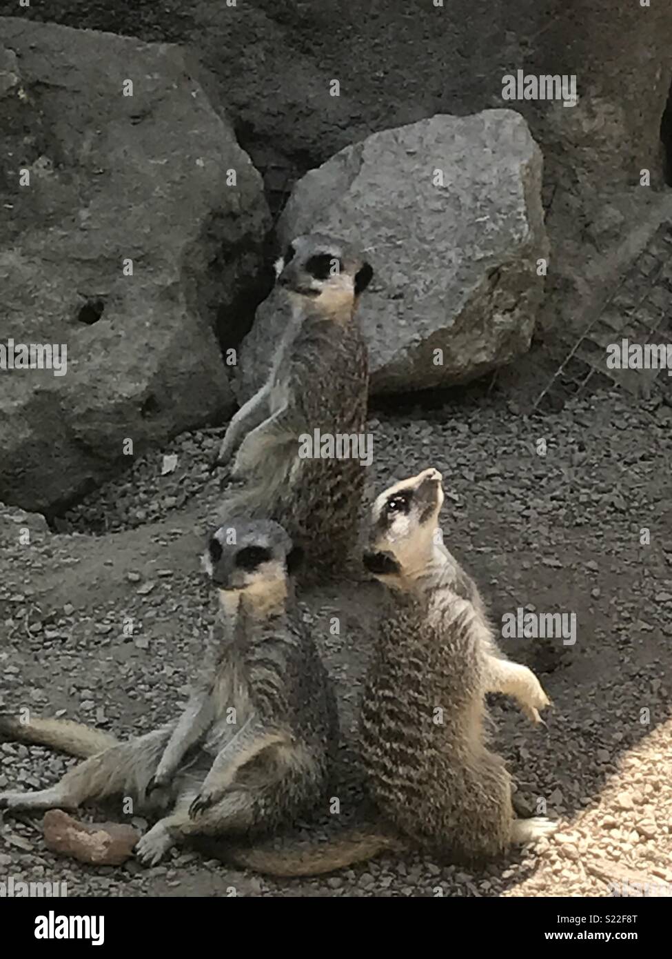 Trois suricates Banque de photographies et d’images à haute résolution ...