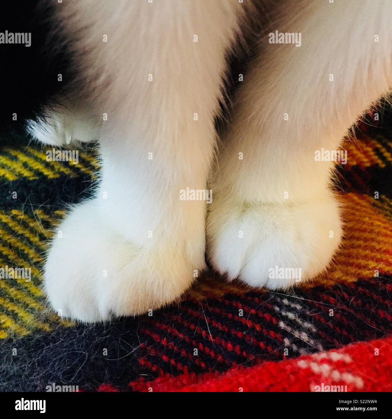 Pattes de chat Banque de photographies et d’images à haute résolution ...