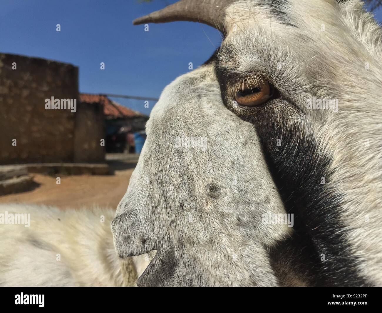 Oeil de chevre Banque de photographies et d’images à haute résolution ...