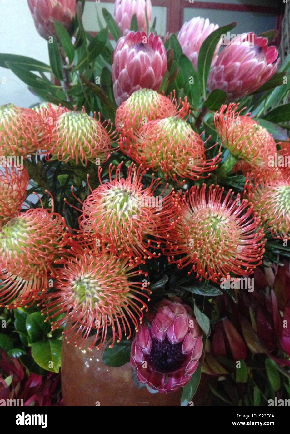 Fleurs de madère Banque de photographies et d’images à haute résolution ...