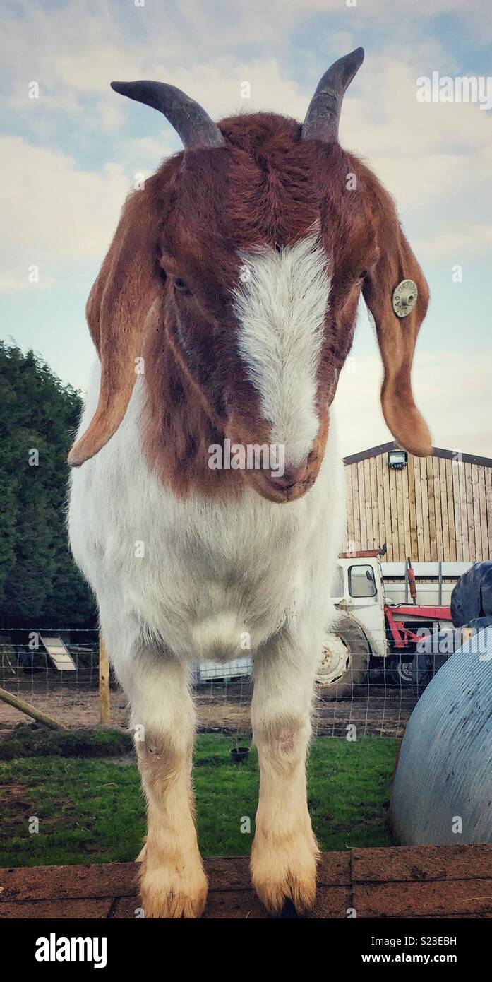 Ferme boers Banque de photographies et d’images à haute résolution - Alamy