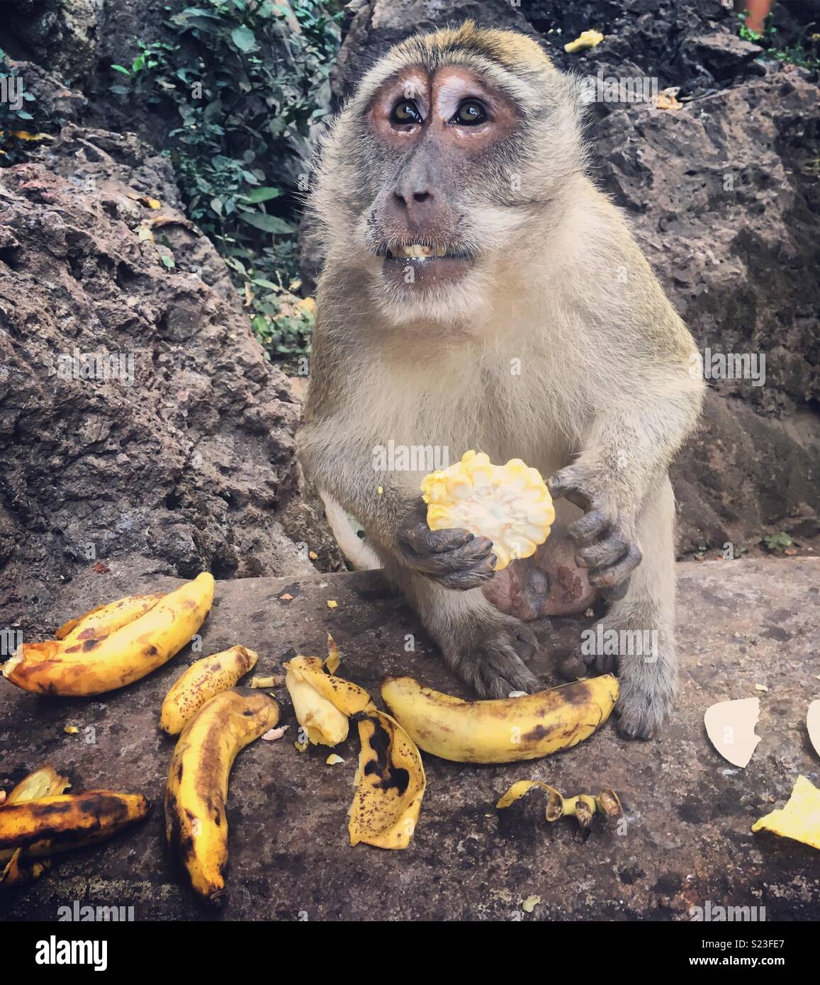 Singe mangeant des bananes Banque de photographies et d’images à haute ...