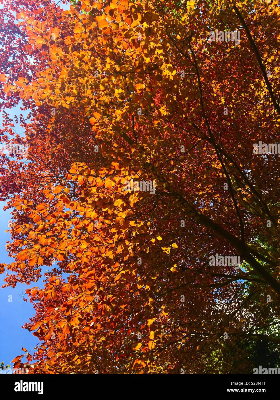 Arbres rouges Banque de photographies et d’images à haute résolution ...