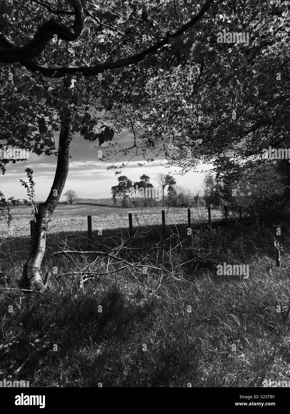 Arbres au loin Banque de photographies et d’images à haute résolution ...
