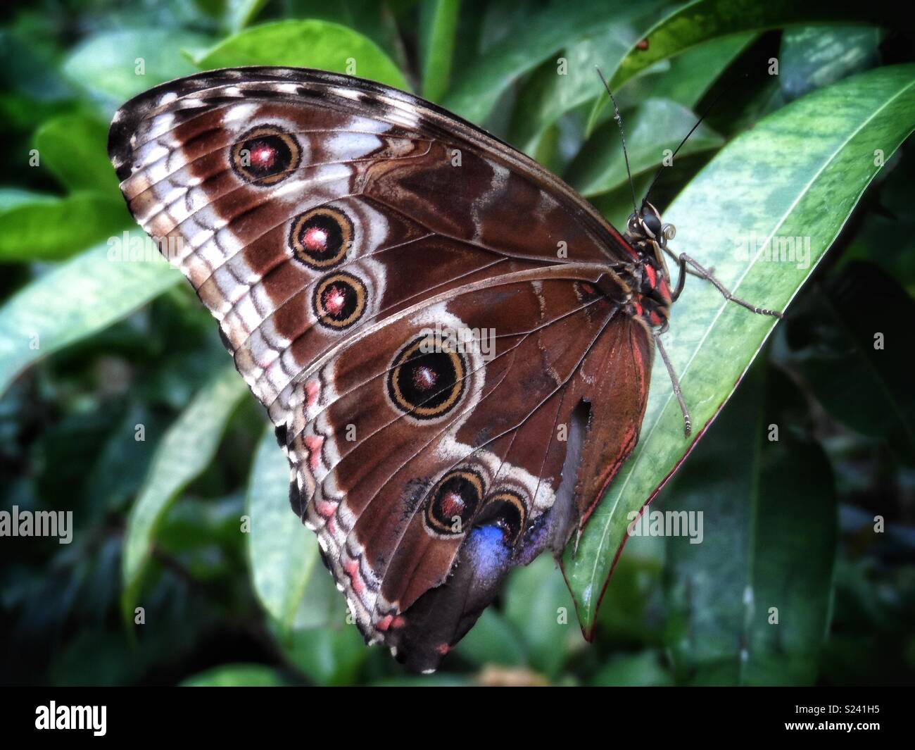 Butterfly zoo Banque de photographies et d’images à haute résolution ...